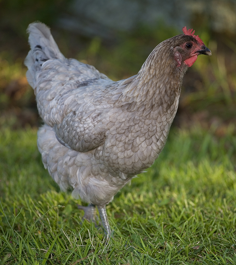 La poule grise cendrée - Vente de volaille démarrée, poule prête à ...